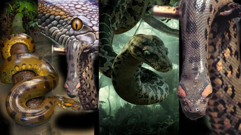 Descubre qué número jugar al soñar con una culebra - Guía completa y ...